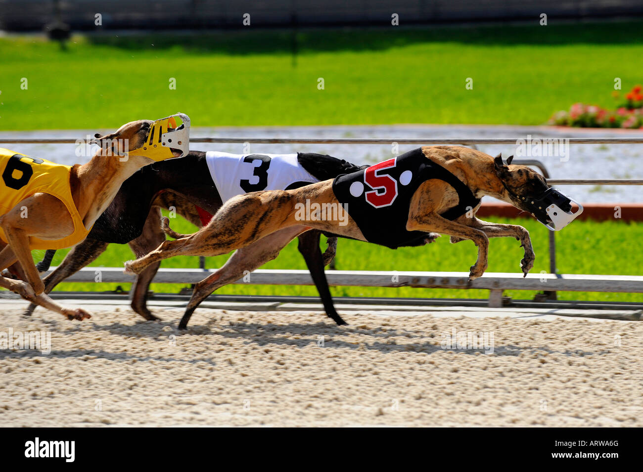 Greyhound dog racing at Fort Myers Naples dog track Florida Stock Photo ...