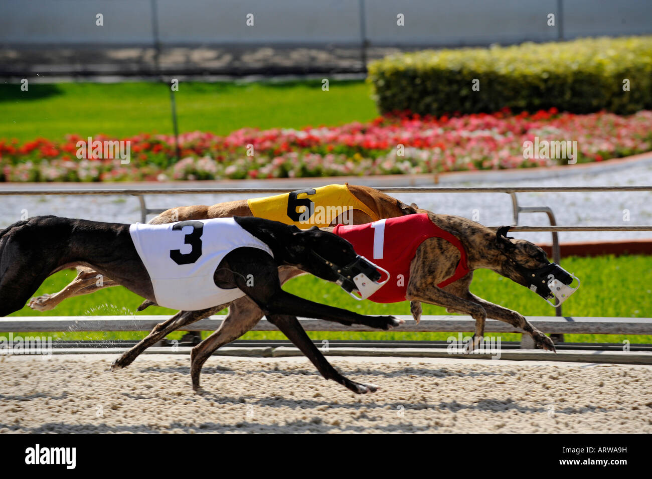 Greyhound dog racing at Fort Myers Naples dog track Florida Stock Photo ...