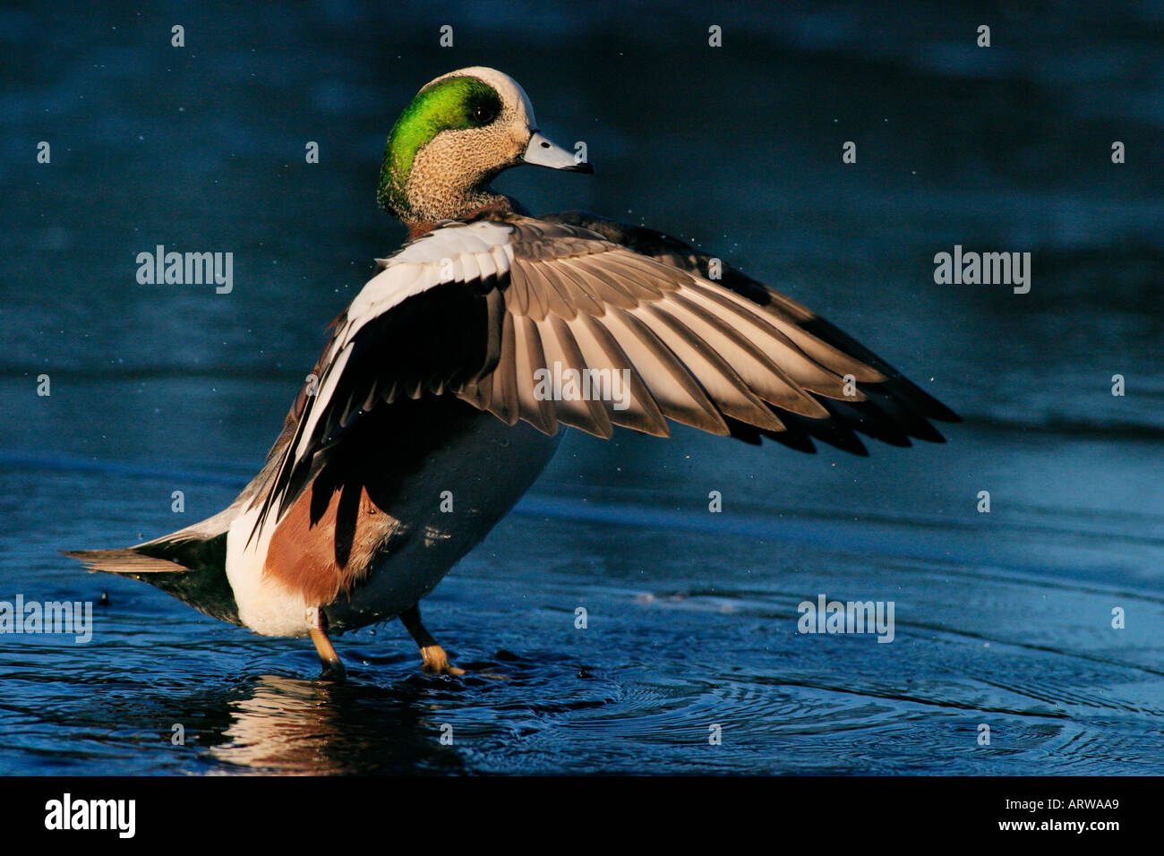 American wigeon male flapping wings hi-res stock photography and images ...
