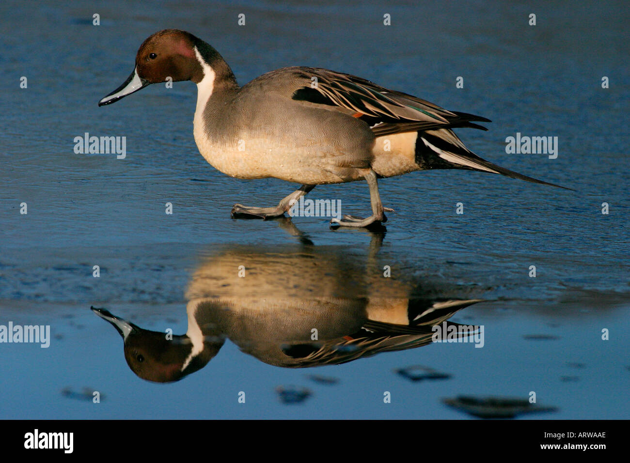 Pintail drake hi-res stock photography and images - Alamy