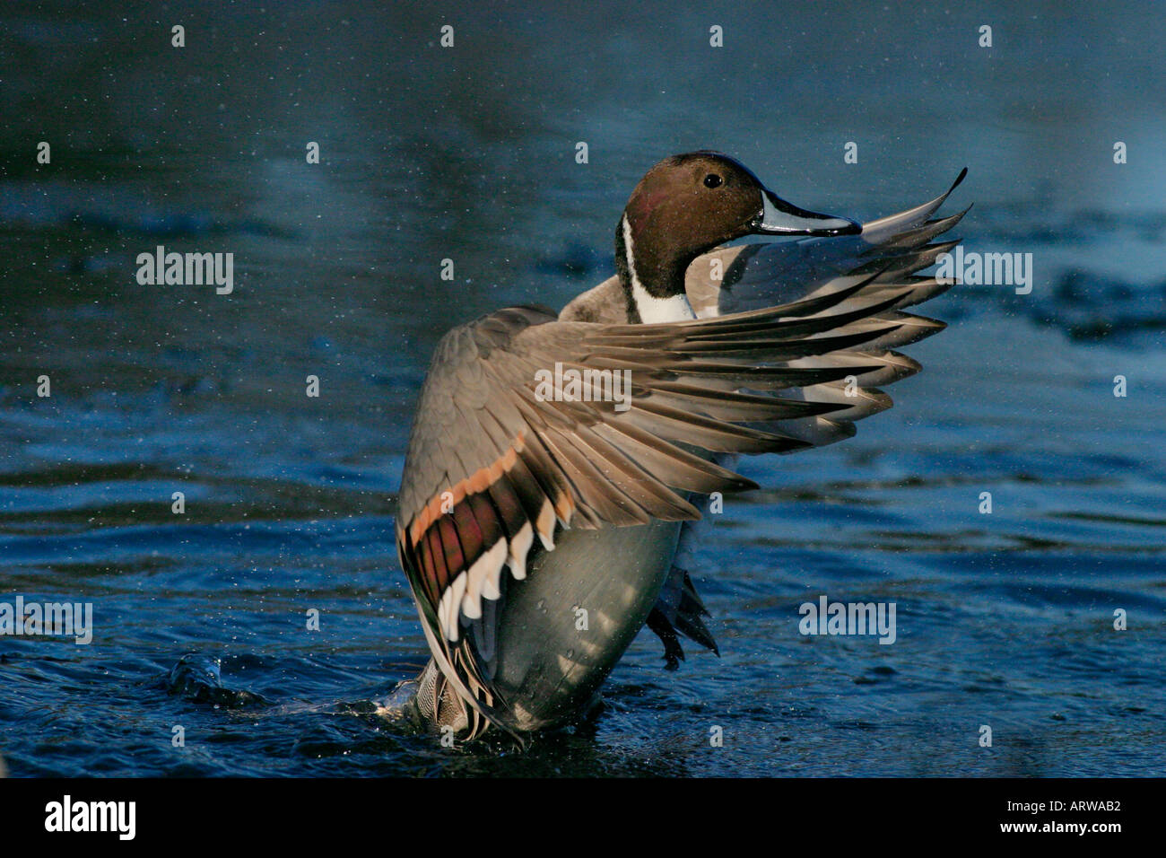 Male northern pintail british columbia hi-res stock photography and ...