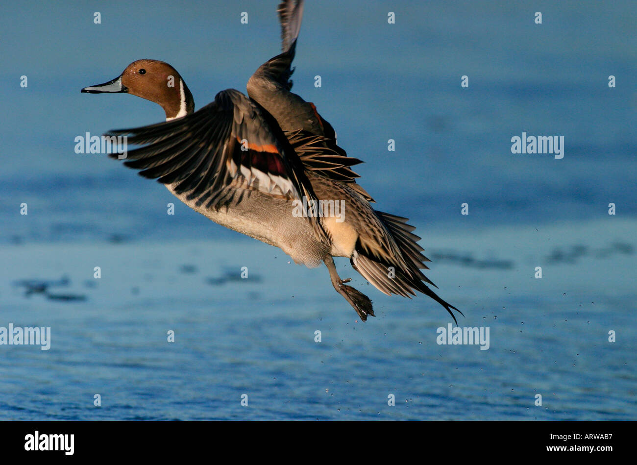 Northern pintail drake in flight Stock Photo - Alamy
