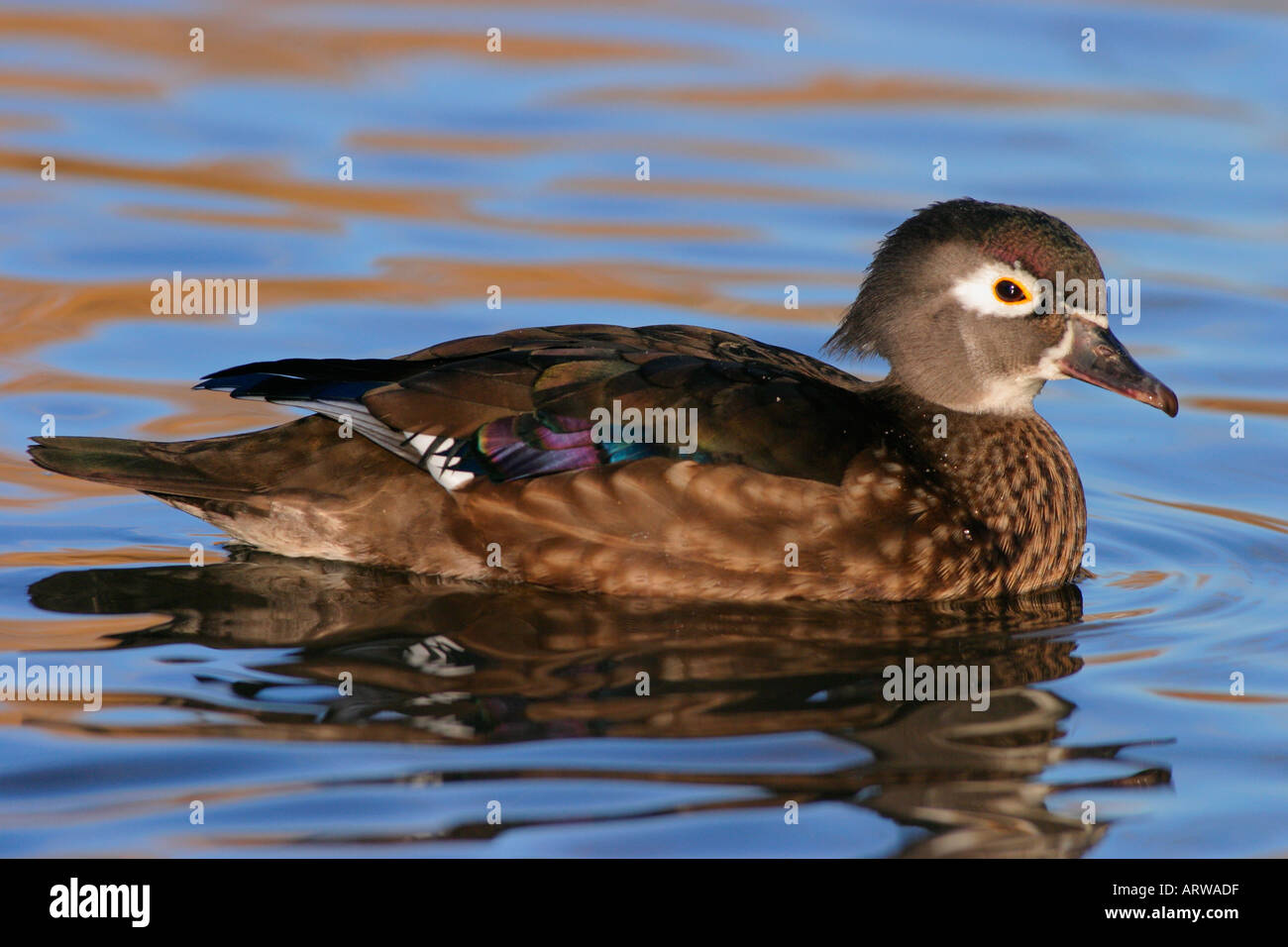 Hen wood duck hi-res stock photography and images - Alamy