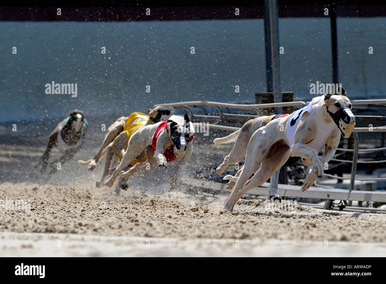 Naples Ft Myers Dog Racing Track High Resolution Stock Photography and ...