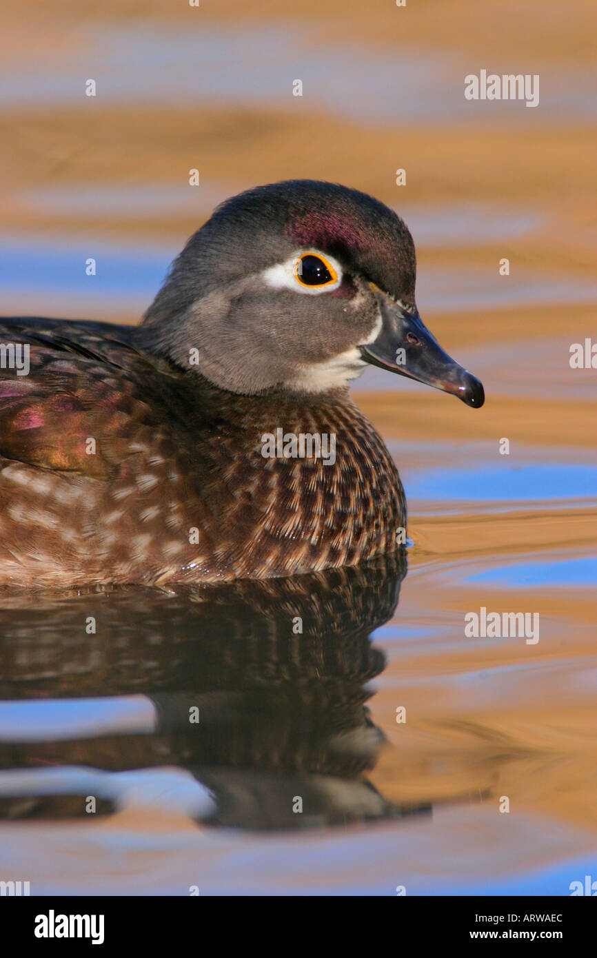 Wood duck hen closeup portrait Stock Photo - Alamy