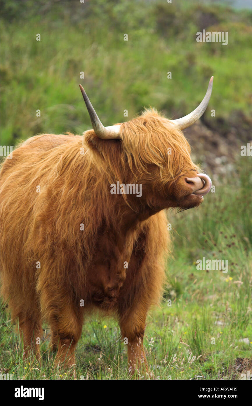 Bull snot hi-res stock photography and images - Alamy
