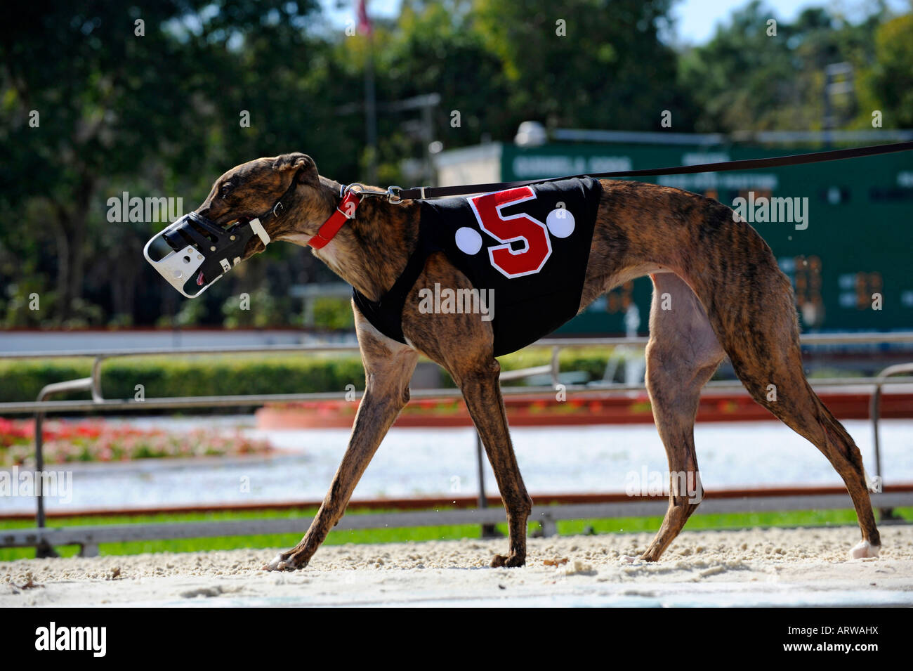 Naples Greyhound Dog Track