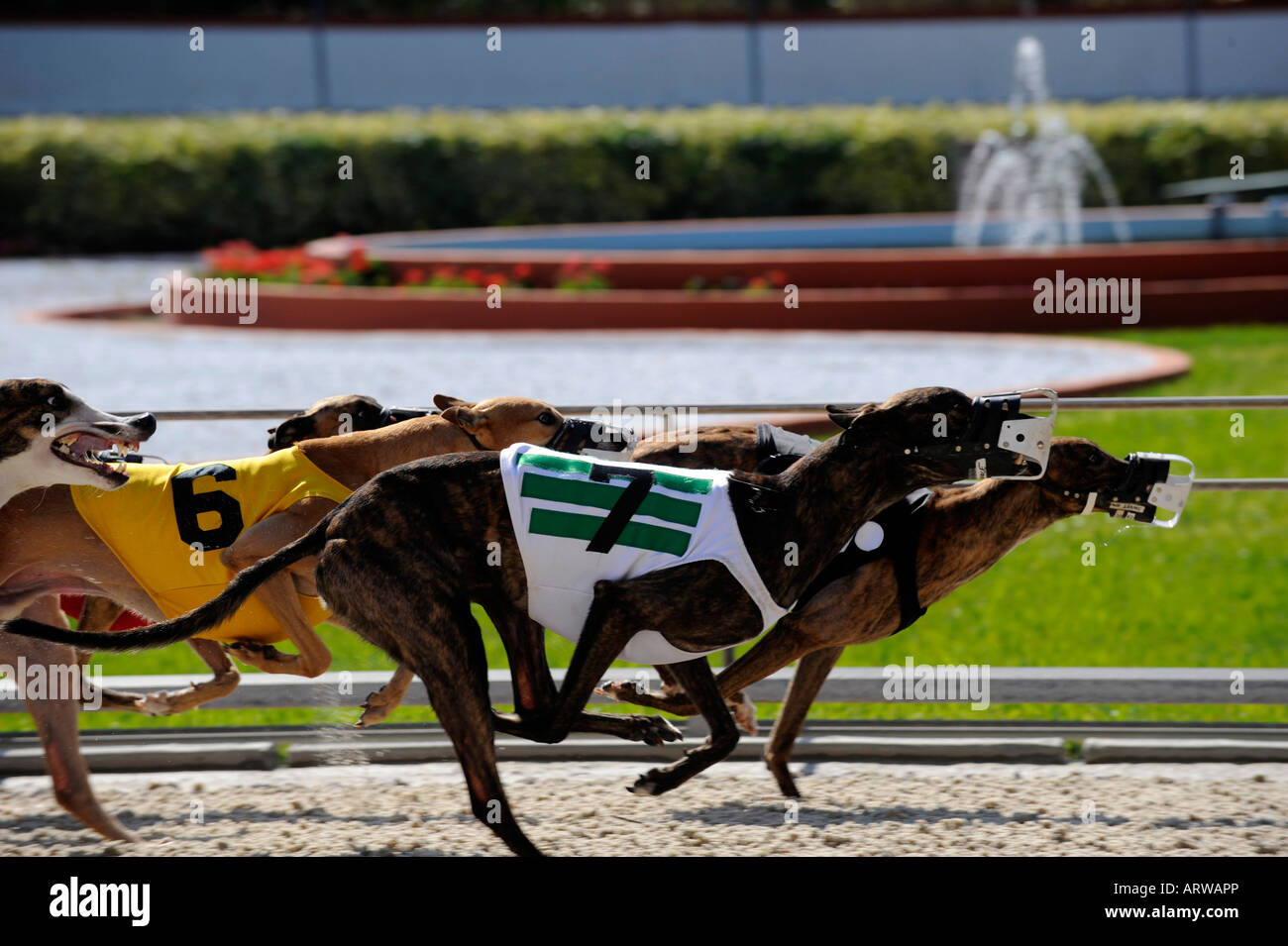 Greyhound dog racing at Fort Myers Naples dog track Florida Stock Photo ...