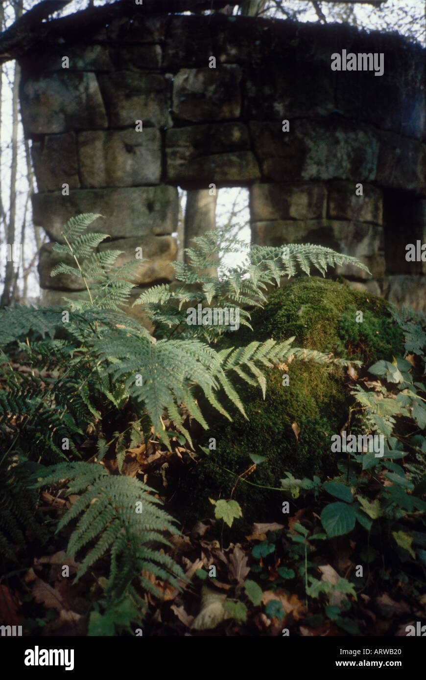 Ferns and stone folly in Hackfall Woods on the edge of the River Ure ...