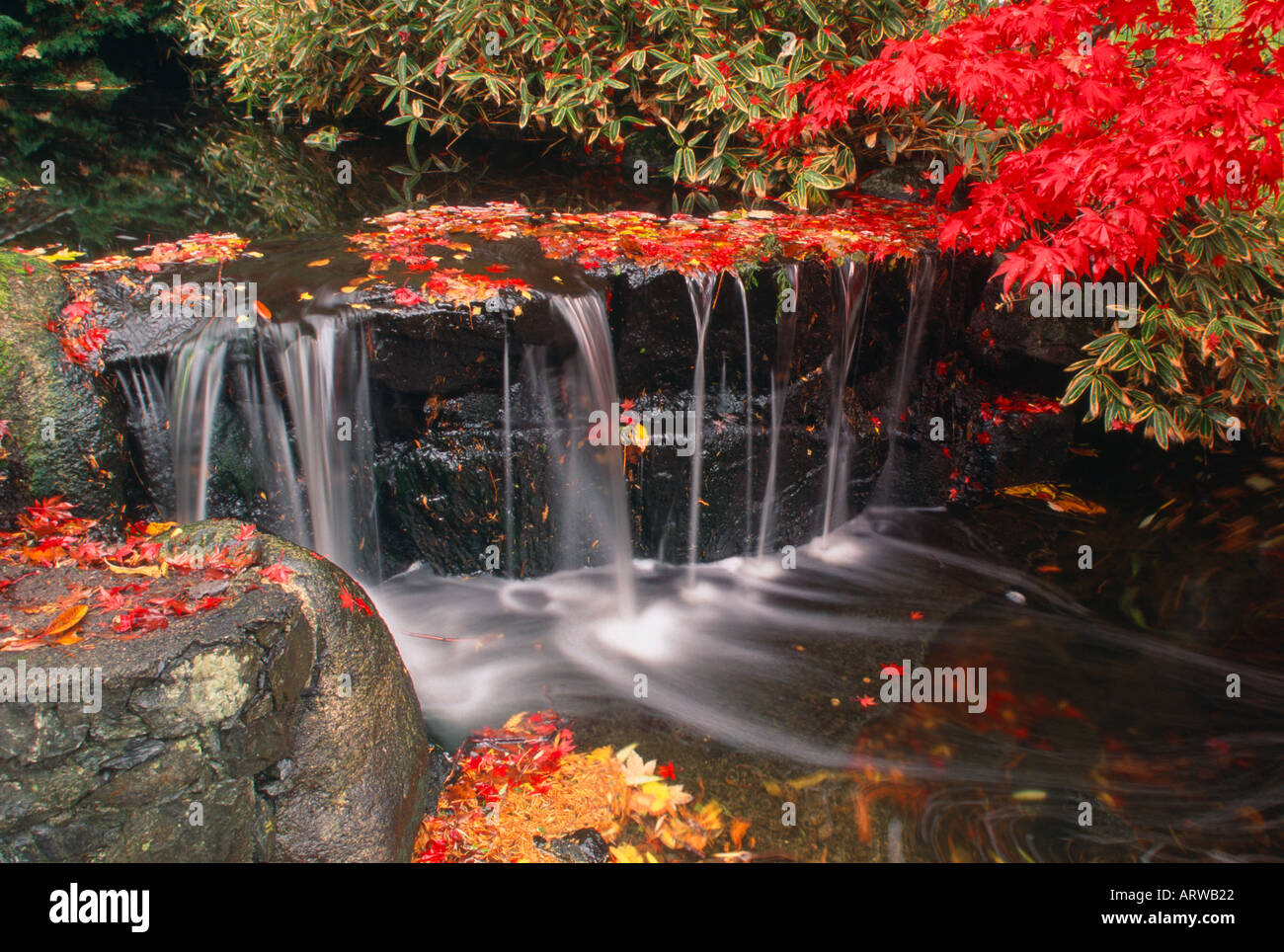 Small waterfall and Japanese maple tree in fall Stock Photo - Alamy