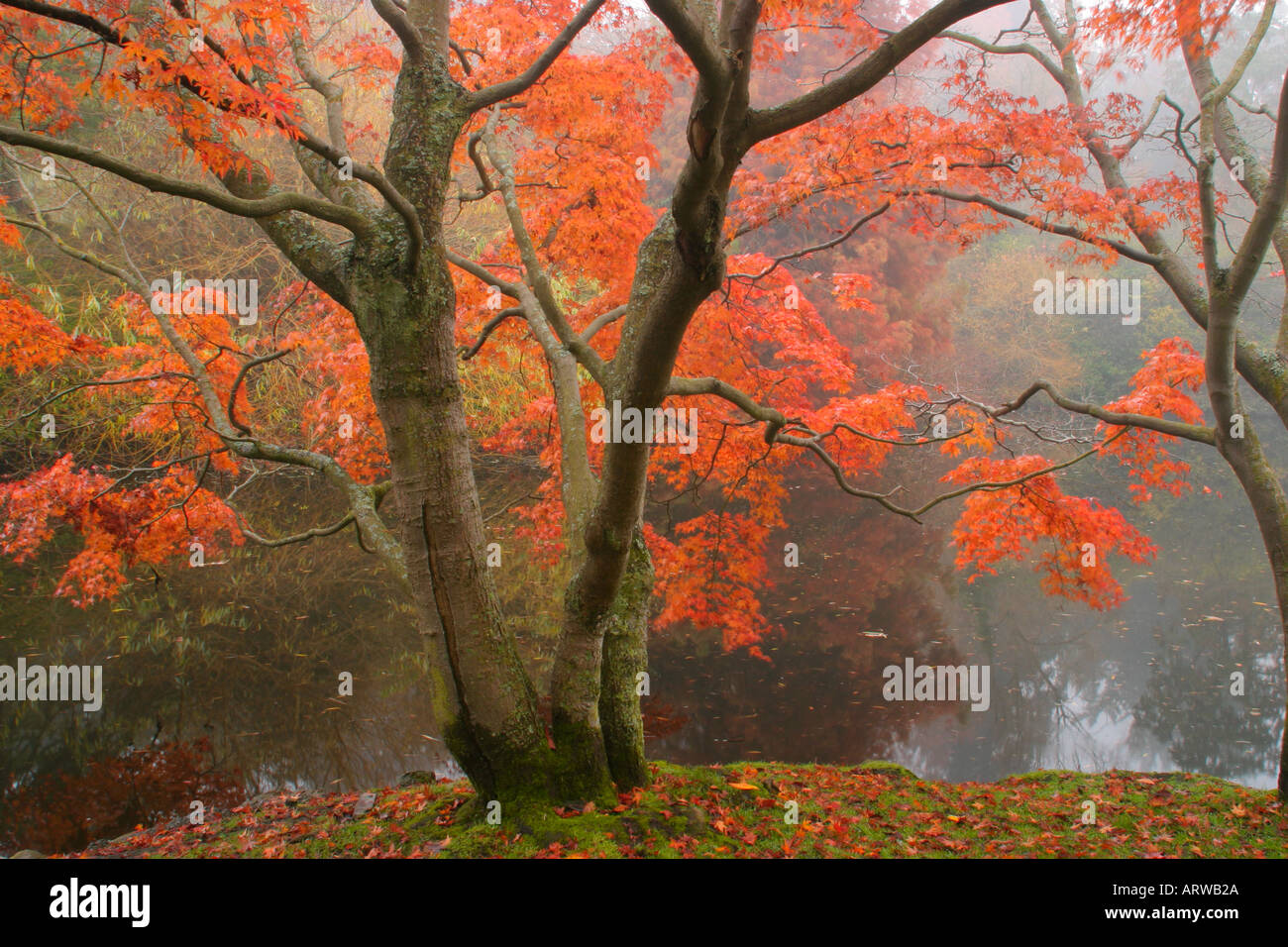Trees in fall colour in Beacon Hill Park Victoria British Columbia ...