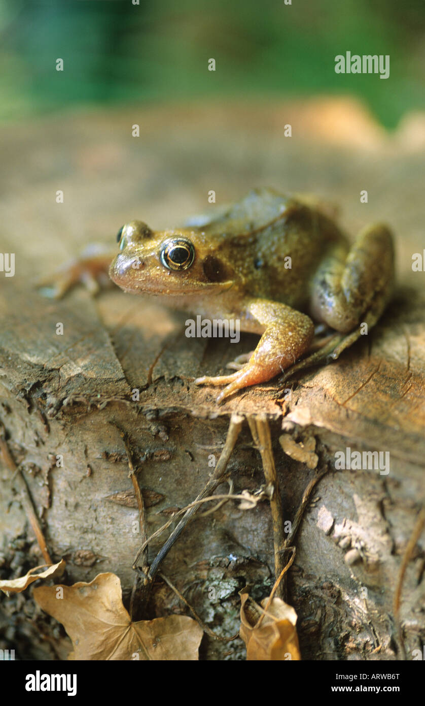 Frog on stump hi-res stock photography and images - Alamy