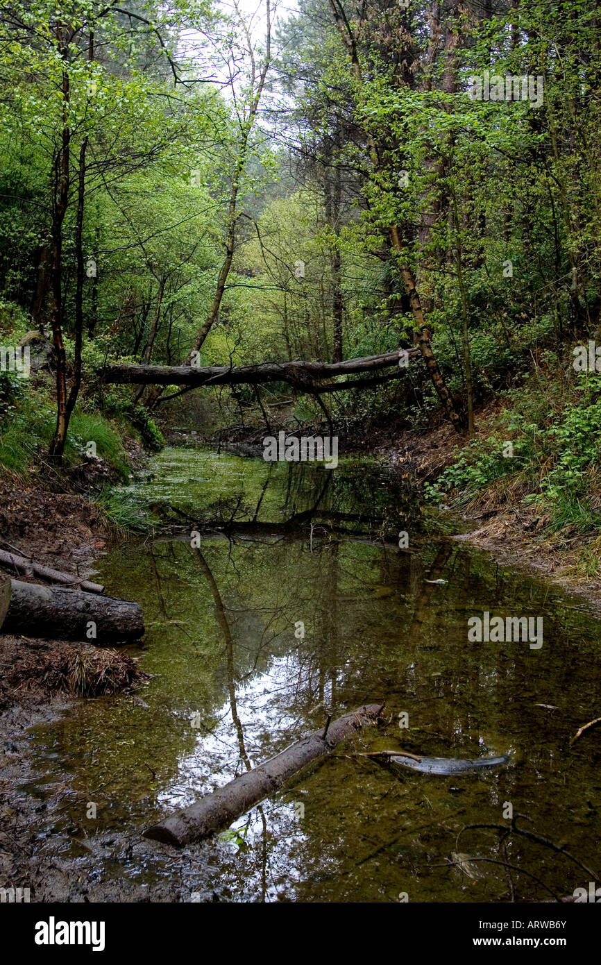 A polluted stream Stock Photo - Alamy