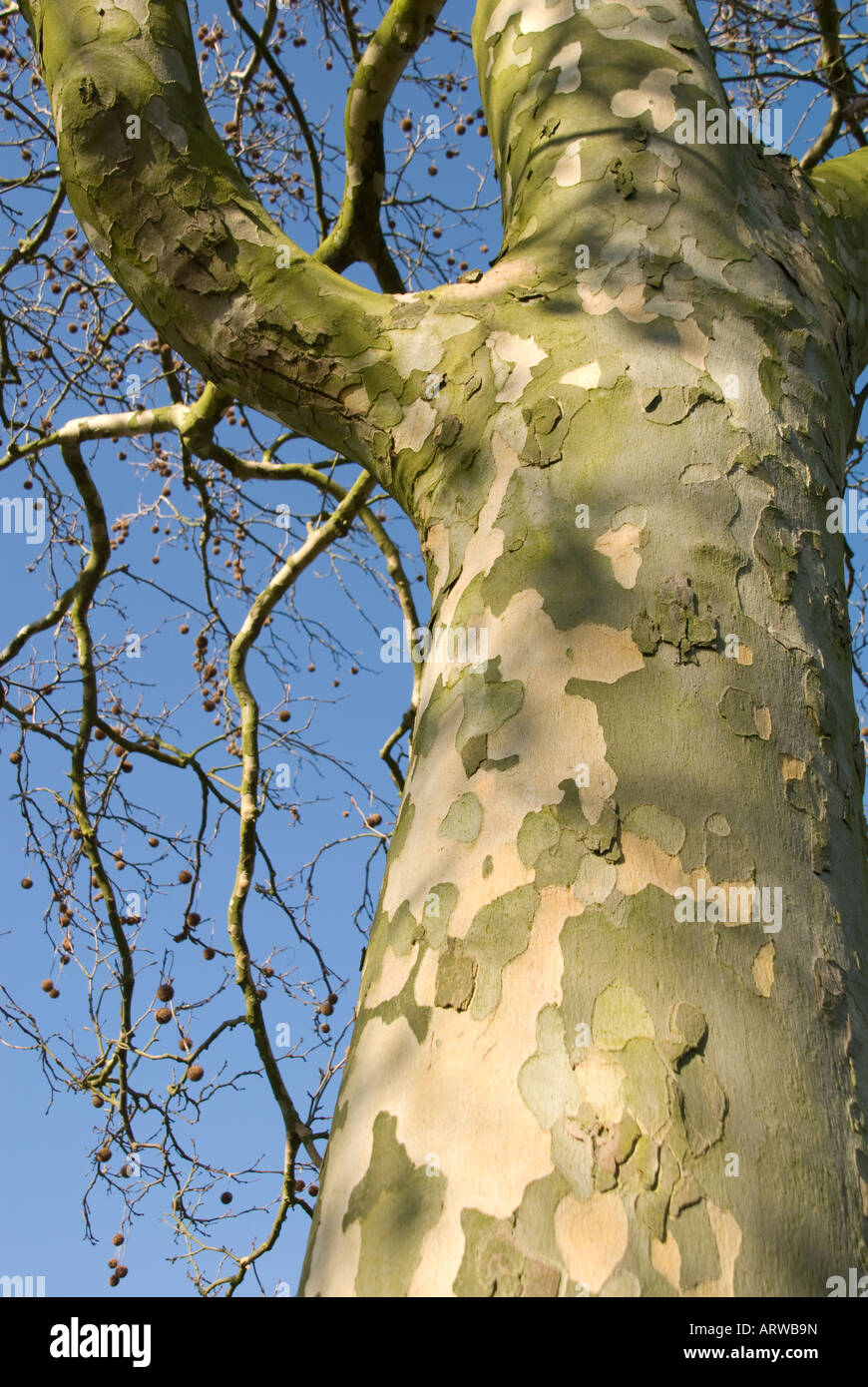 London Plane tree Stock Photo - Alamy