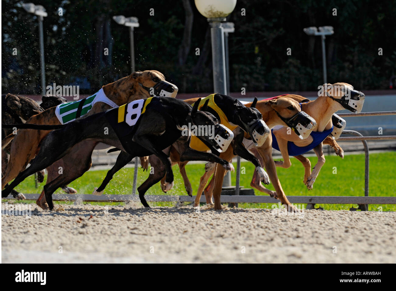 Dog Racing Tracks Texas