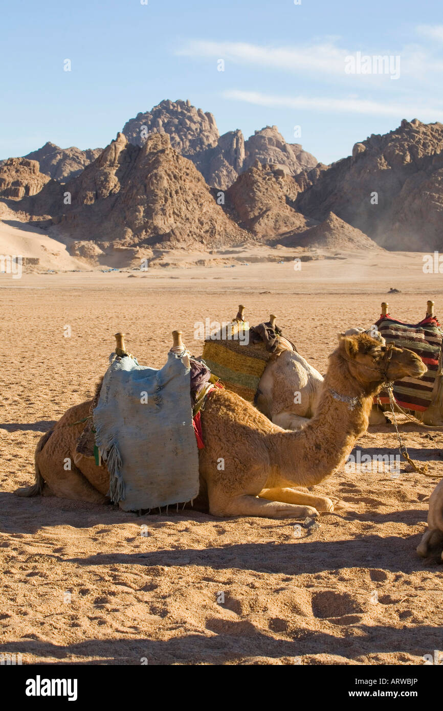 Camel resting egypt hi-res stock photography and images - Alamy