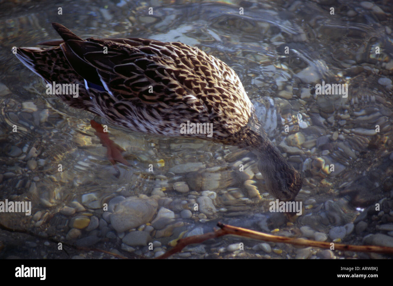 Thirsty duck in the water Stock Photo - Alamy