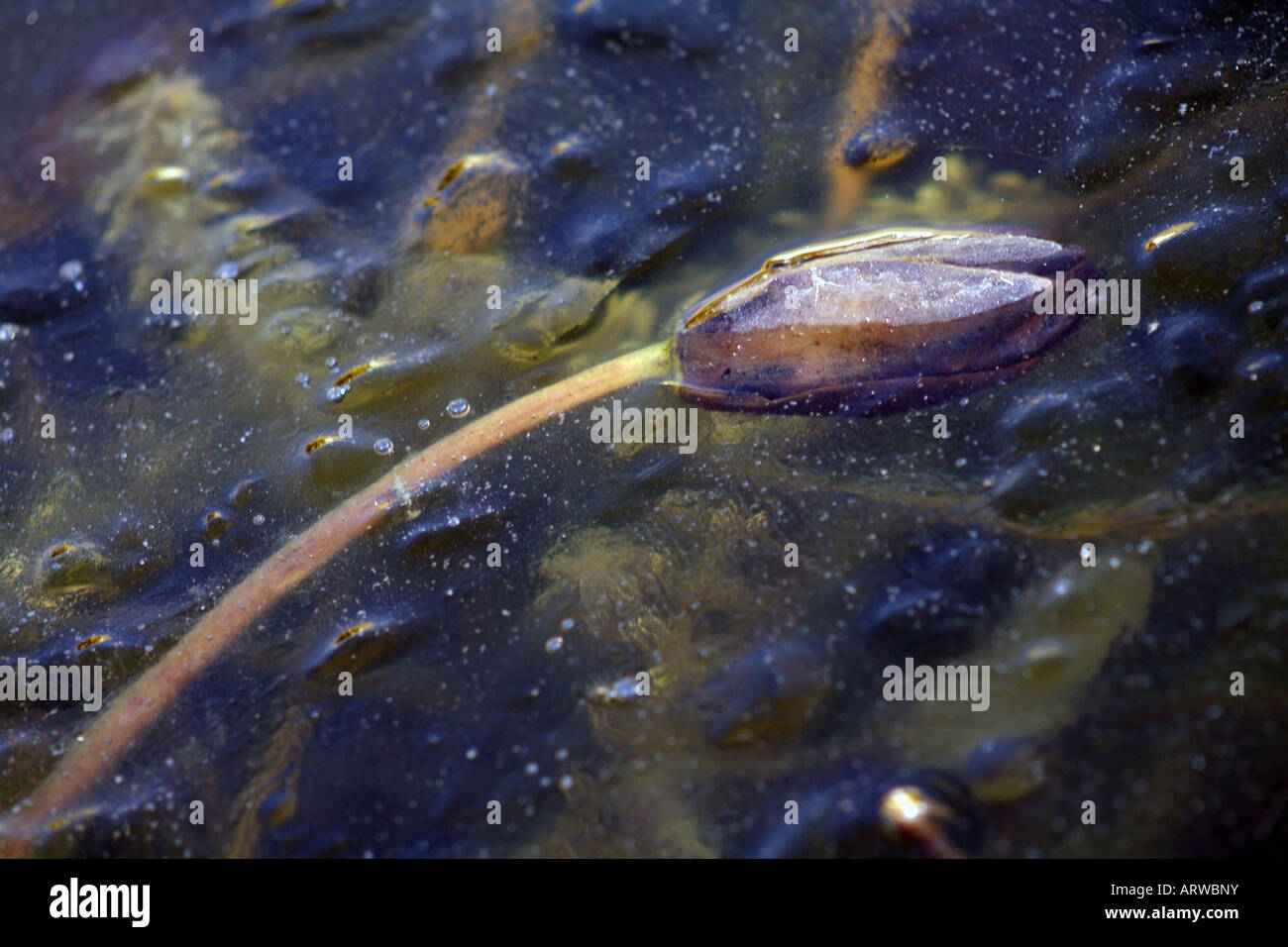 Lily half half hi-res stock photography and images - Alamy