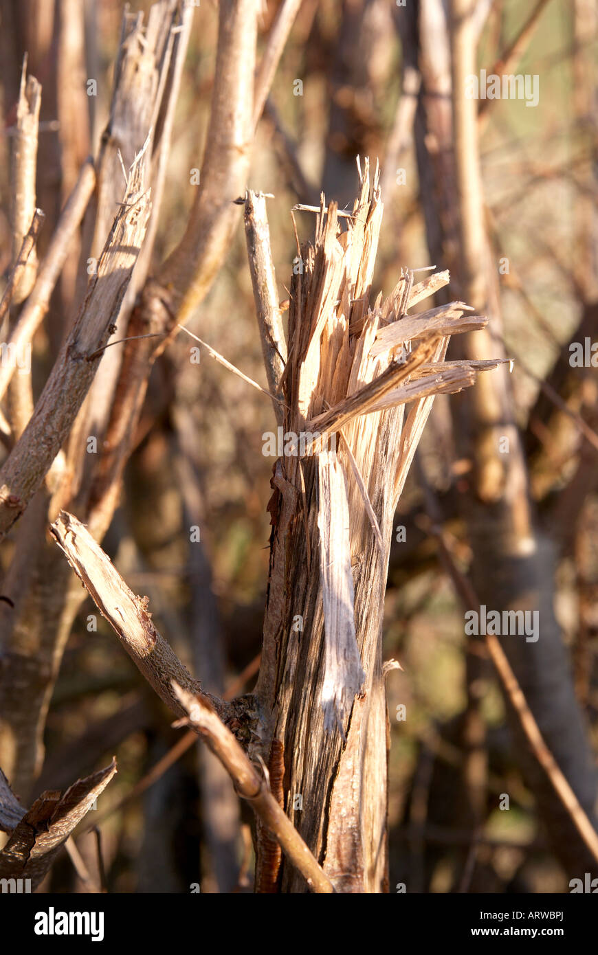 Flail farming hi-res stock photography and images - Alamy