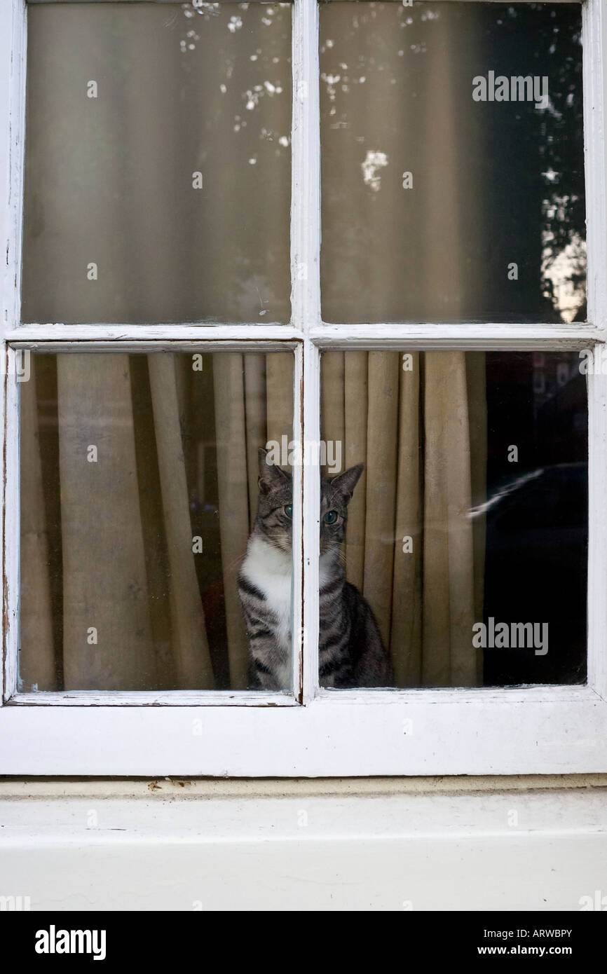 A cat looking out of a window in central Amsterdam with one eye each ...