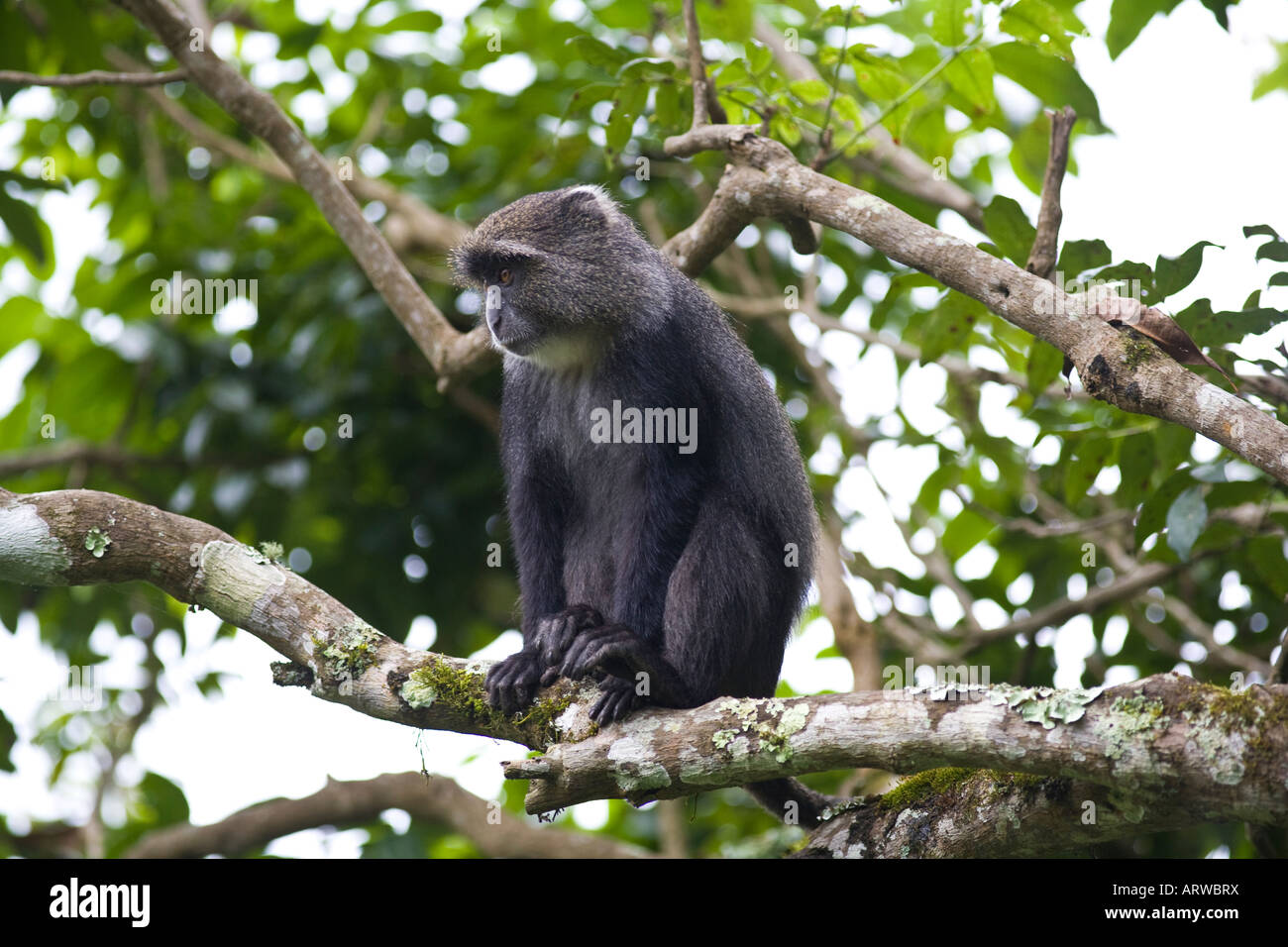baboon in tree Stock Photo - Alamy