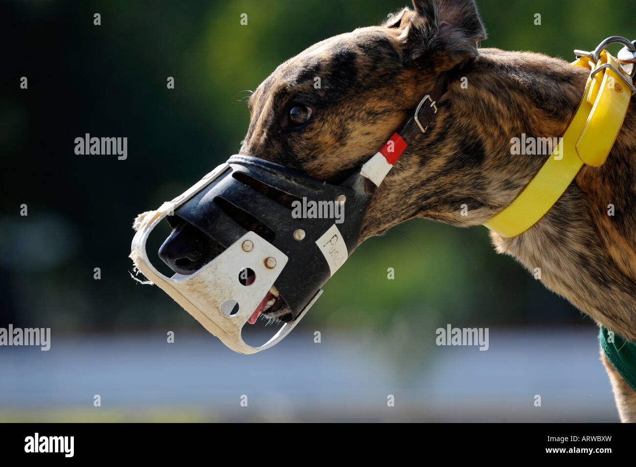 Naples ft myers dog racing track hi-res stock photography and images ...