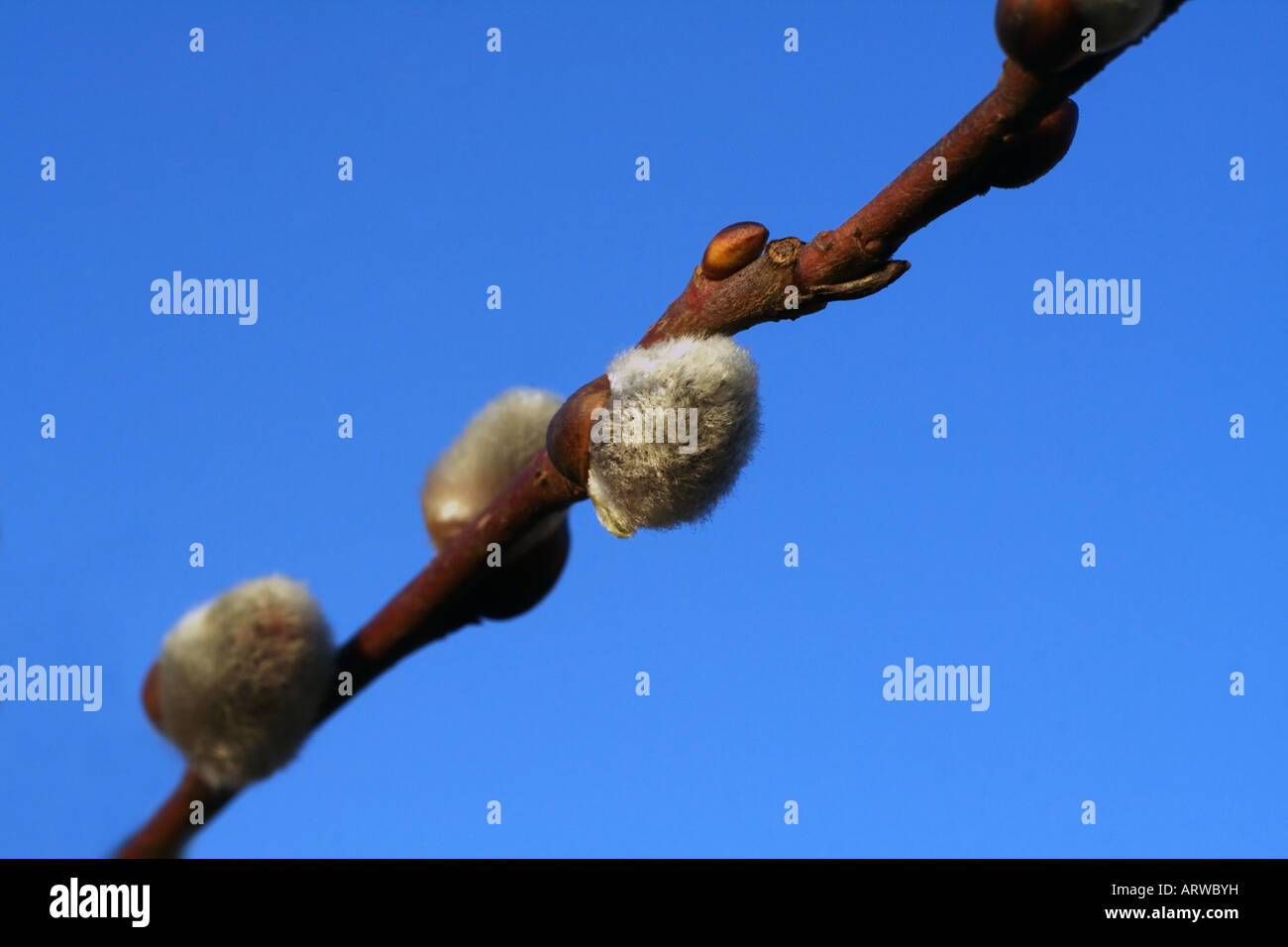 Branch with catkin hi-res stock photography and images - Alamy
