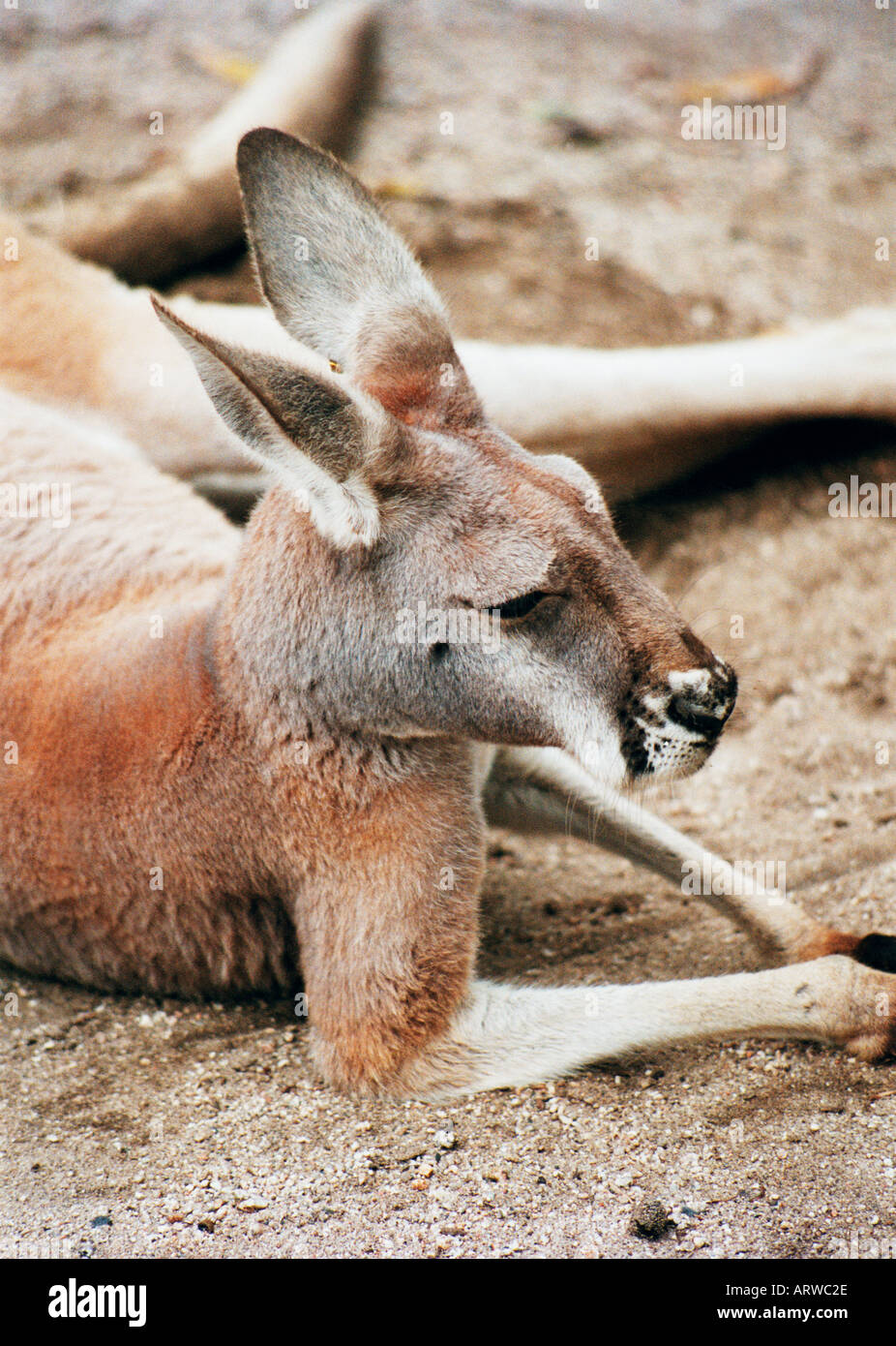 Red kangaroo MACROPUS RUFUS resting at Taronga Zoo in Sydney Australia ...