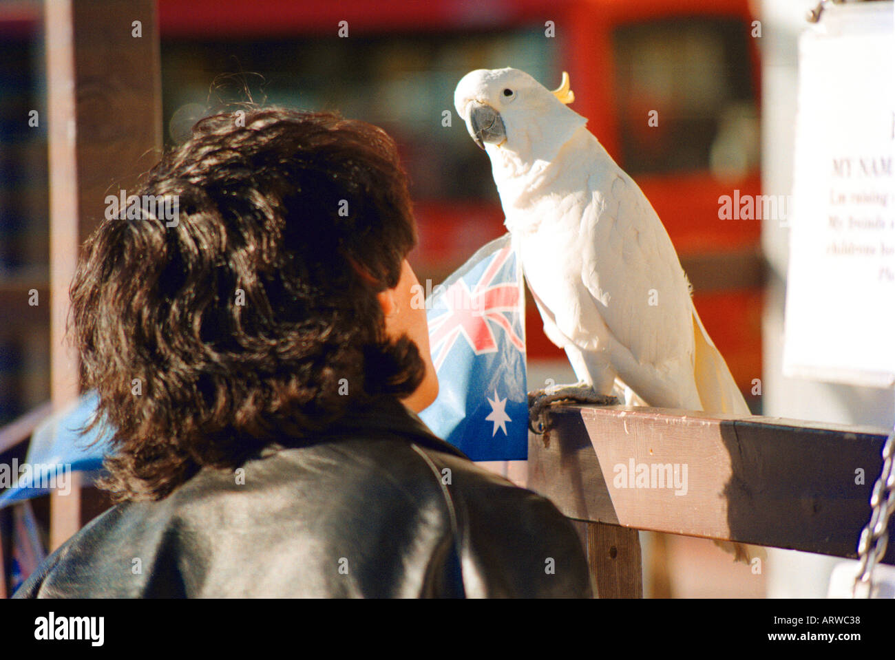 A woman looking at a Yellow crested Cockatoo CACATUA SULPHUREA in ...
