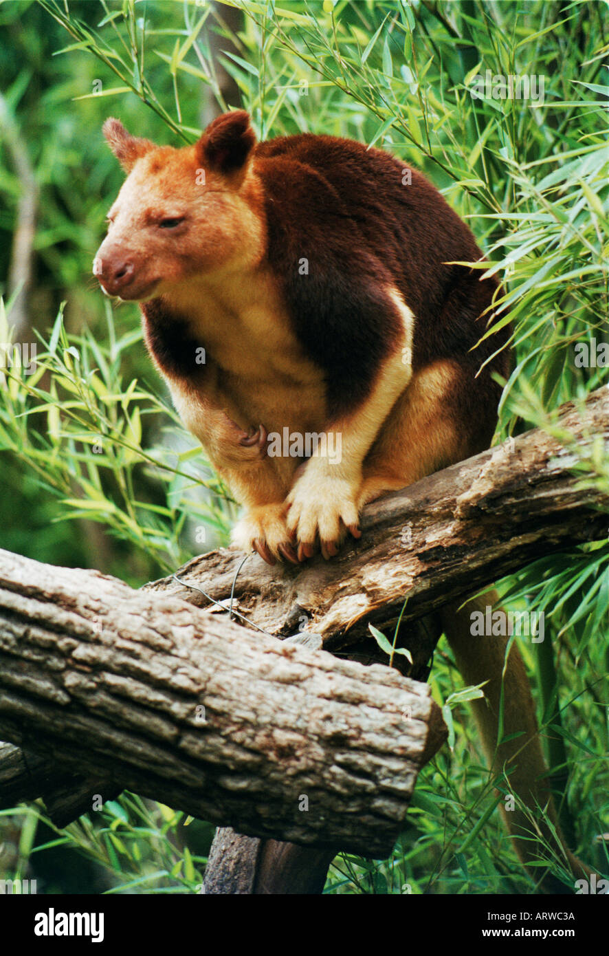 Papua new guinea tree kangaroo hi-res stock photography and images - Alamy