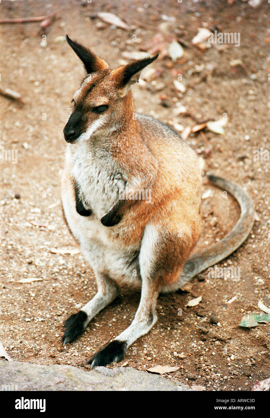 Swamp wallaby WALLABIA BICOLOR at Taronga Zoo in Sydney Australia Stock ...