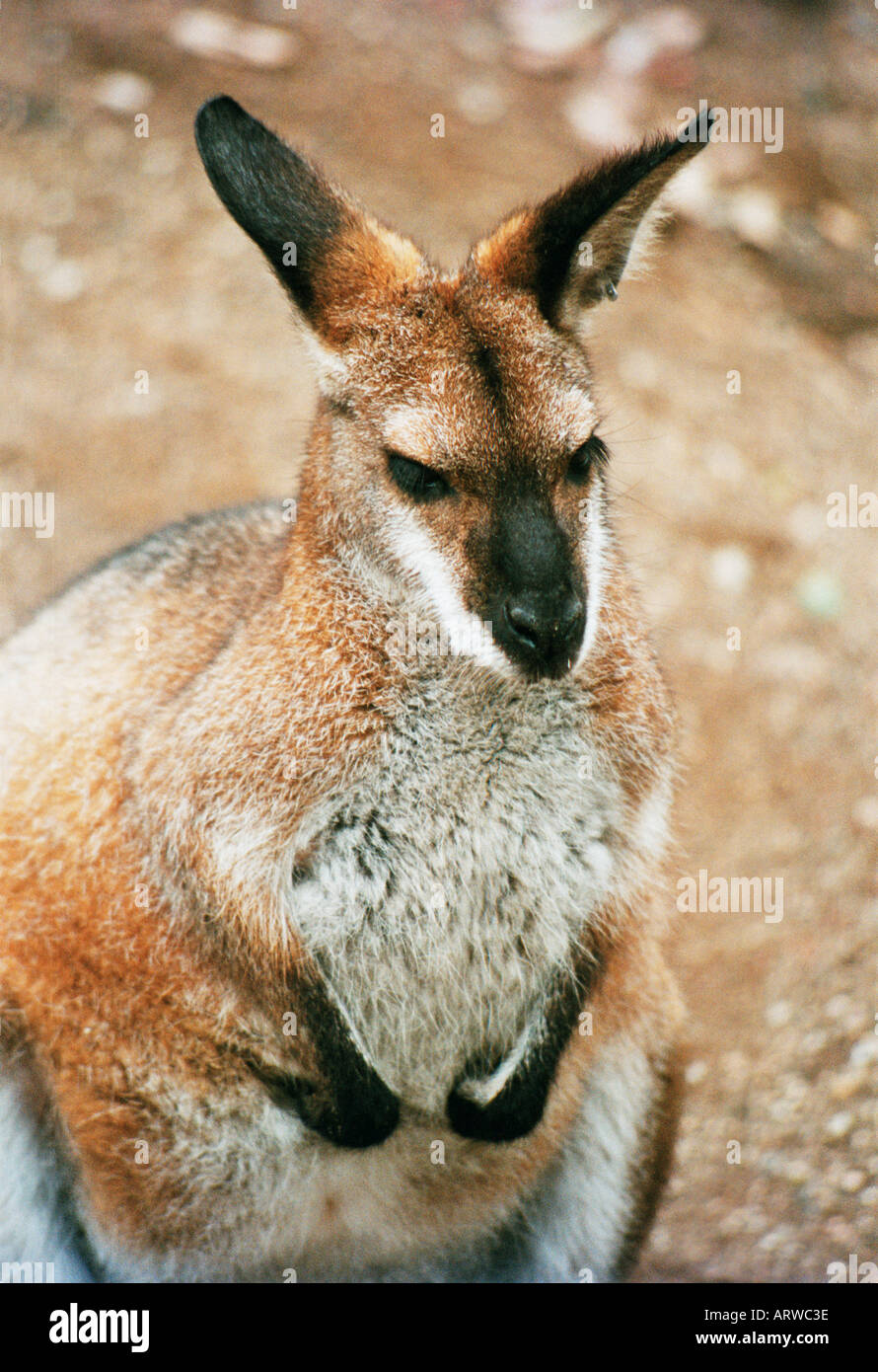 Swamp wallaby WALLABIA BICOLOR at Taronga Zoo in Sydney Australia Stock ...