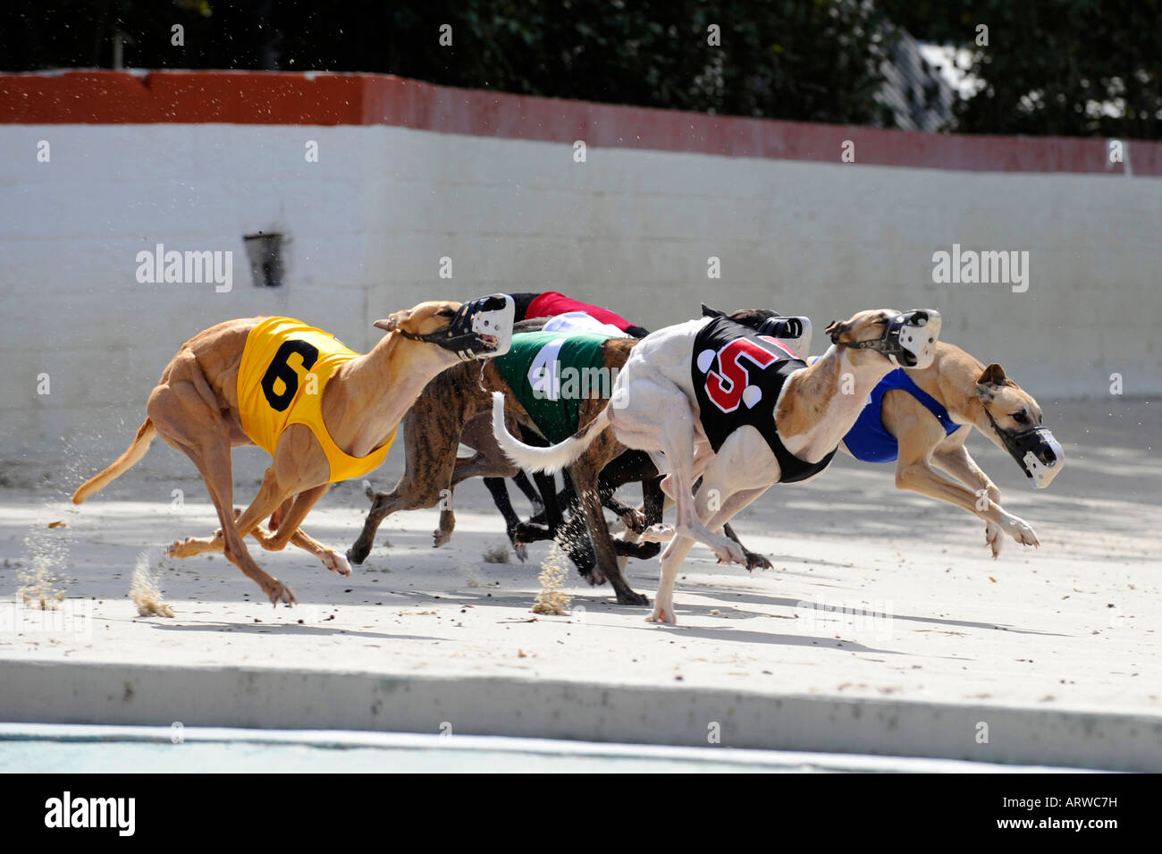 Greyhound dog racing at Fort Myers Naples dog track Florida Stock Photo ...