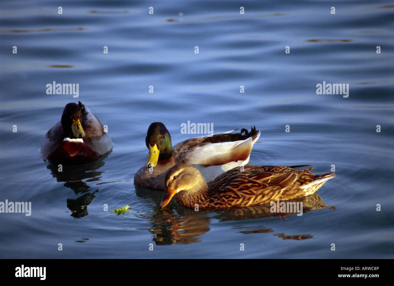Hungry duck hi-res stock photography and images - Alamy