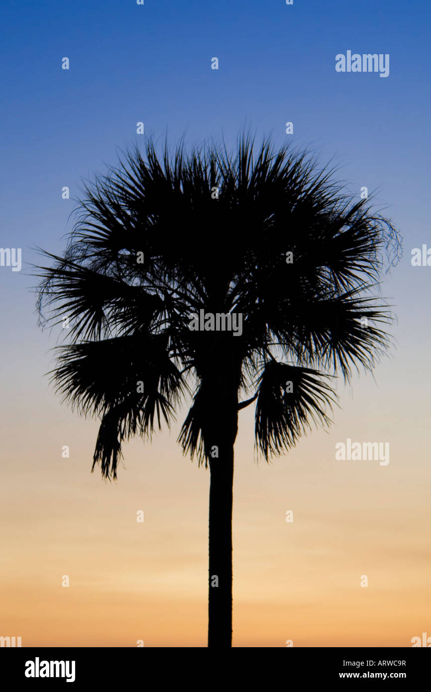 A single palm tree shot against the setting sun Stock Photo - Alamy