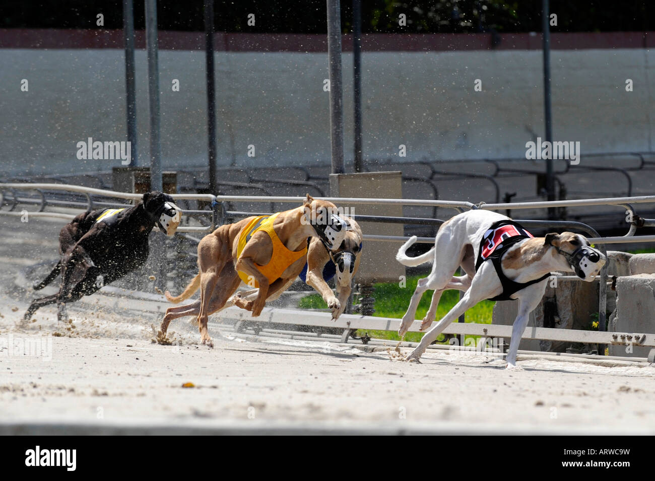 Greyhound dog racing at Fort Myers Naples dog track Florida Stock Photo ...