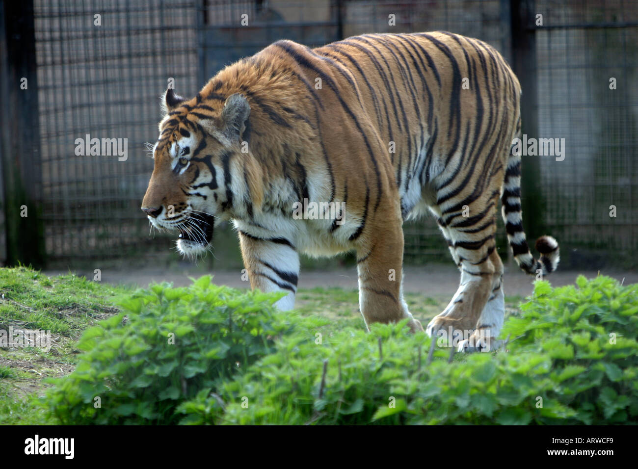 Tiger on prowl hi-res stock photography and images - Alamy