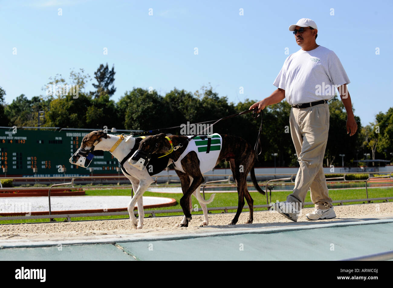 Greyhound dog racing at Fort Myers Naples dog track Florida Stock Photo ...
