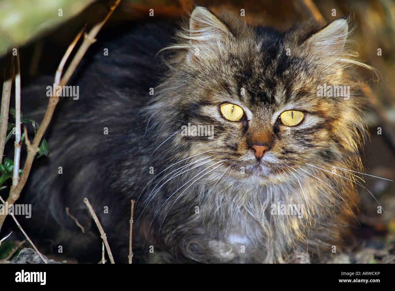 Cute cat hidden behind some branches Stock Photo - Alamy