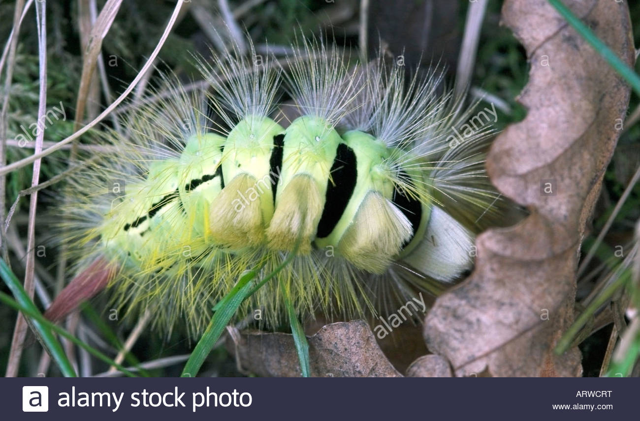 Spiracles Stock Photos & Spiracles Stock Images - Alamy