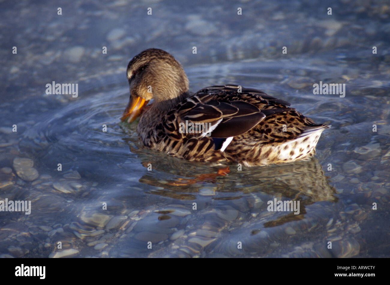 Small duck in the water Stock Photo - Alamy