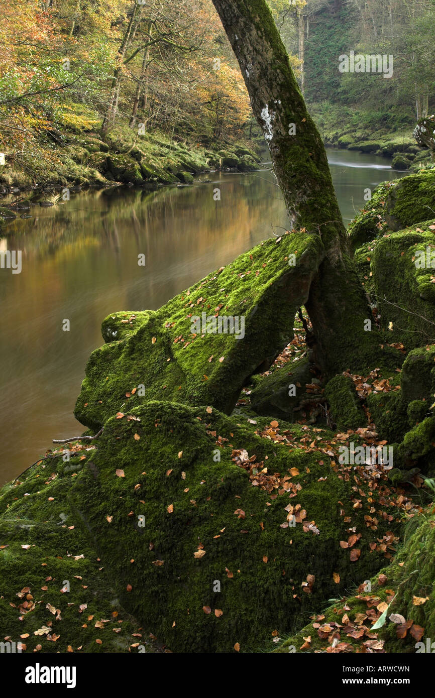 The River River Wharfe below The Strid, north Yorkshire Stock Photo - Alamy