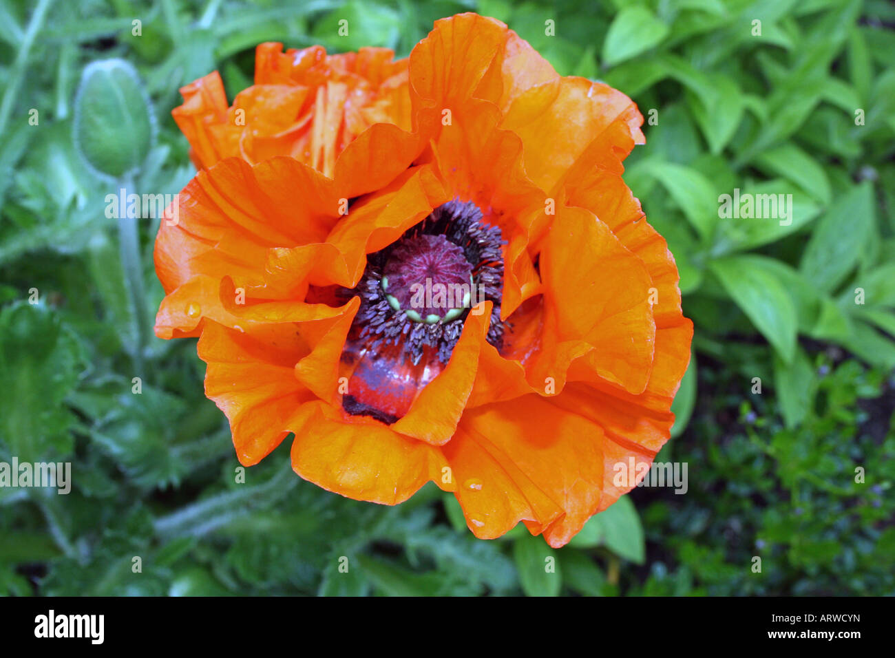 Opening Oriental Poppy Stock Photo - Alamy