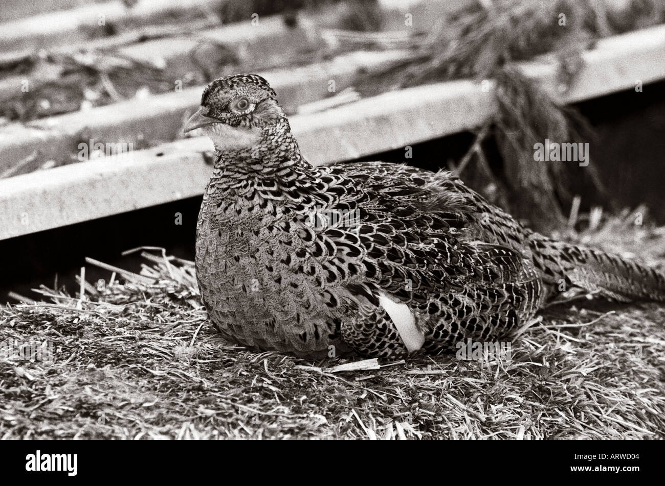 Pheasant cage hi-res stock photography and images - Alamy