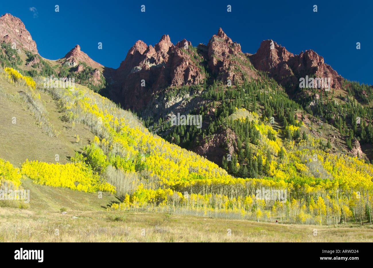 Fall foliage near the Maroon Bells in Colorado USA Stock Photo - Alamy
