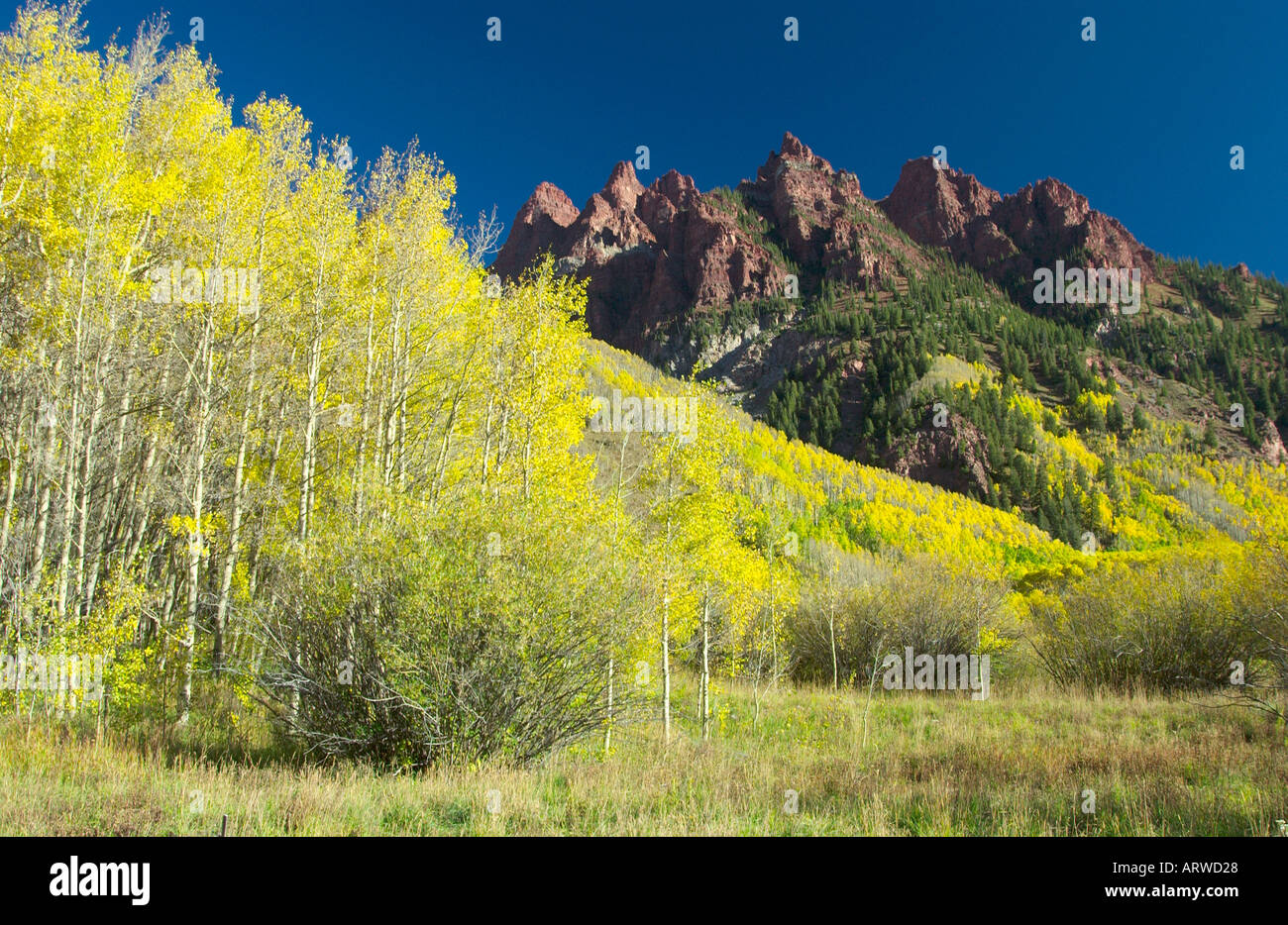 Fall foliage and the Maroon Bells in Colorado USA Stock Photo - Alamy