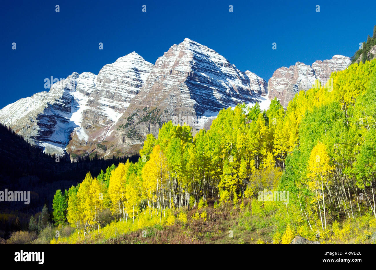 Fall foliage and the Maroon Bells in Colorado USA Stock Photo - Alamy