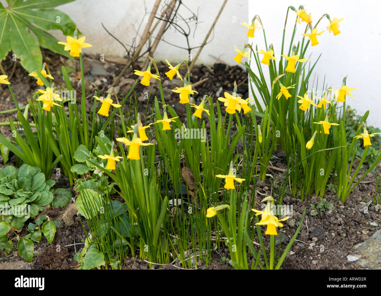 A bed of miniature daffodils and Spring plants Stock Photo - Alamy