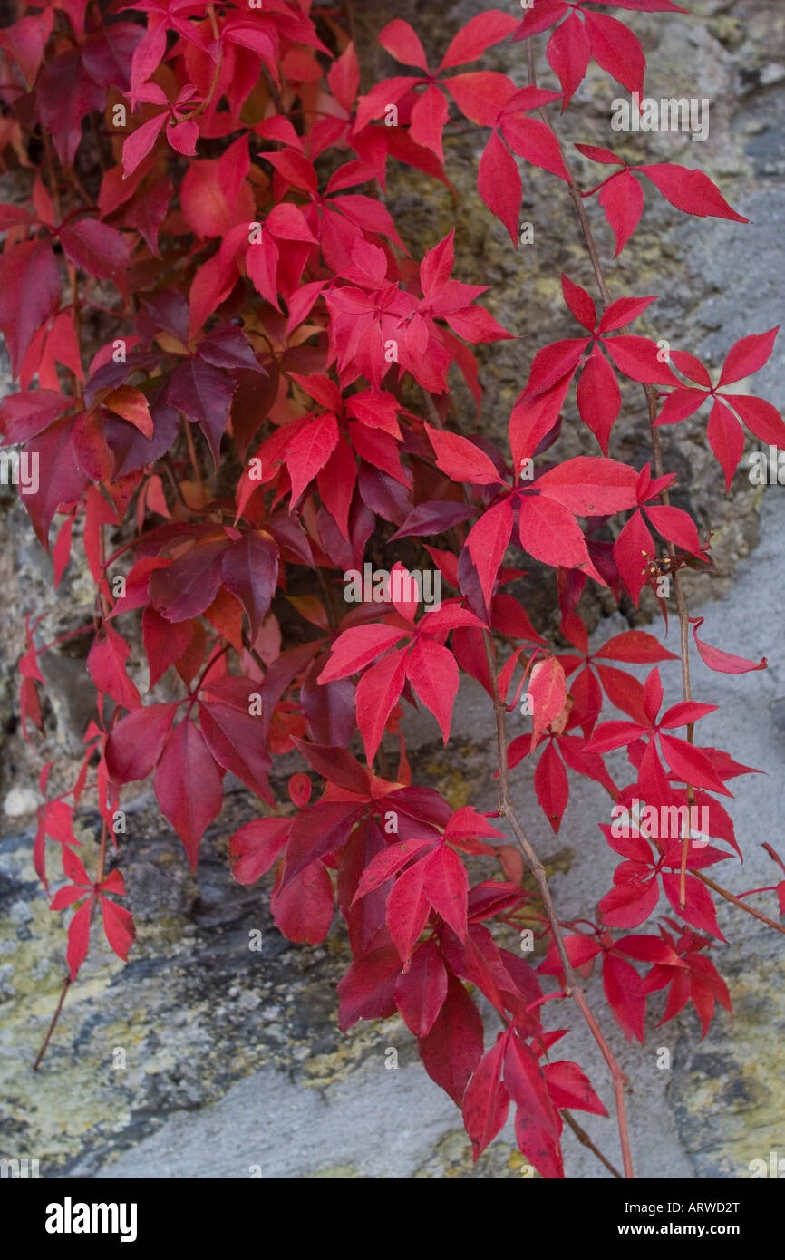 Virginia ivy hi-res stock photography and images - Alamy