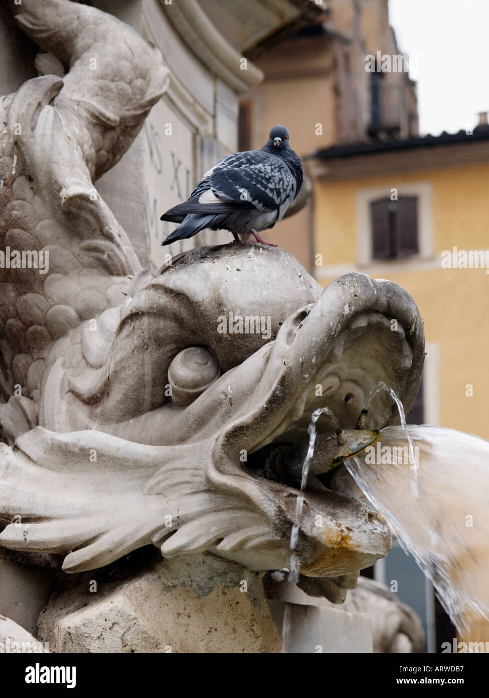Pigeon dove sitting on the fountain on Piazza delle Rotonda where the ...
